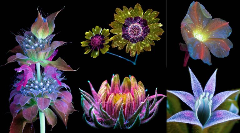 Here’s How Bees and Butterflies See Flowers. No Wonder They Love Them ...